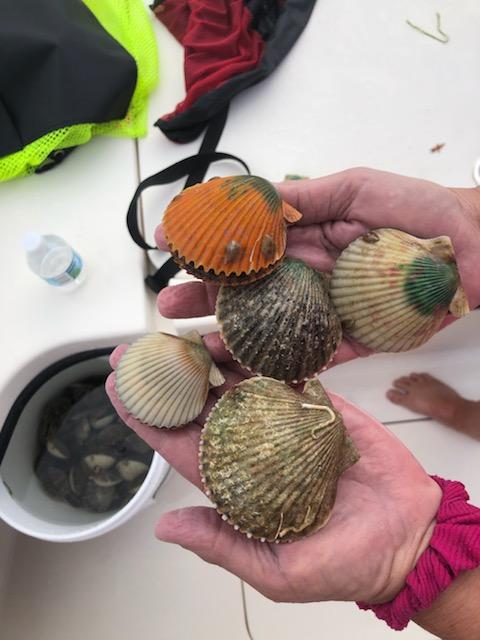 Homosassa Scalloping Charters - Red Ed's Adventures